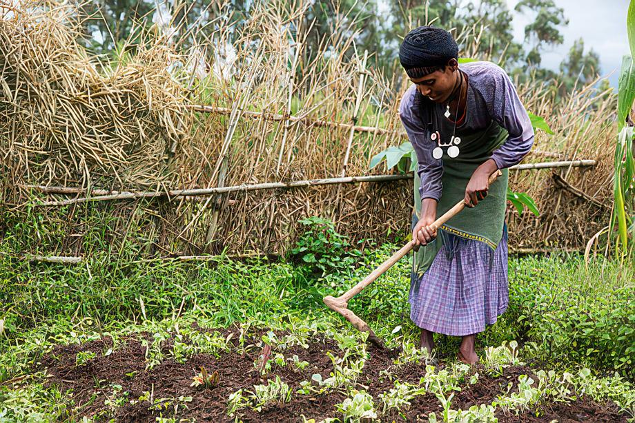 Addressing malnutrition and food security with nutritious orange ...